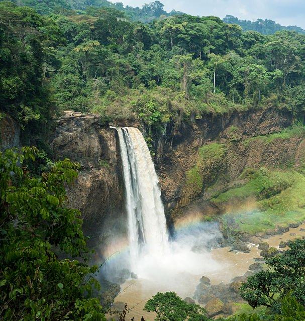 Lygodactylus conraui (Cameroon dwarf gecko) – The Gecko Room
